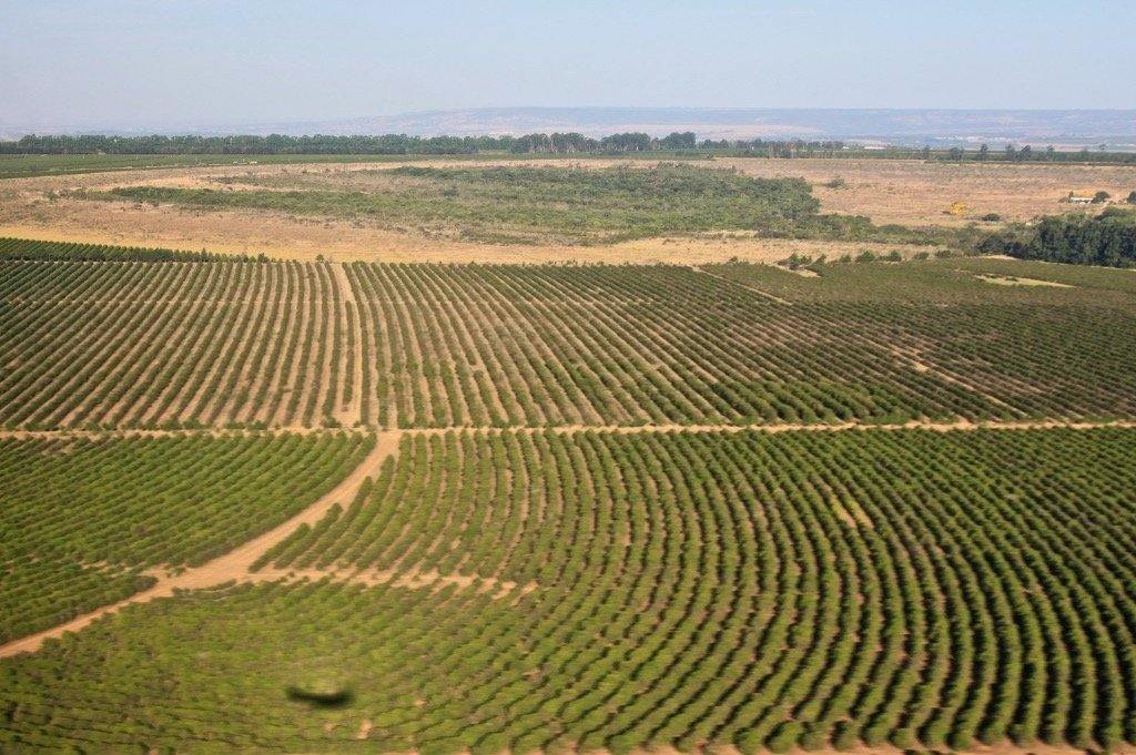 Brazil Daterra Sweet Collection – Koppa coffee Brazil Daterra Sweet Collection – Koppa coffee