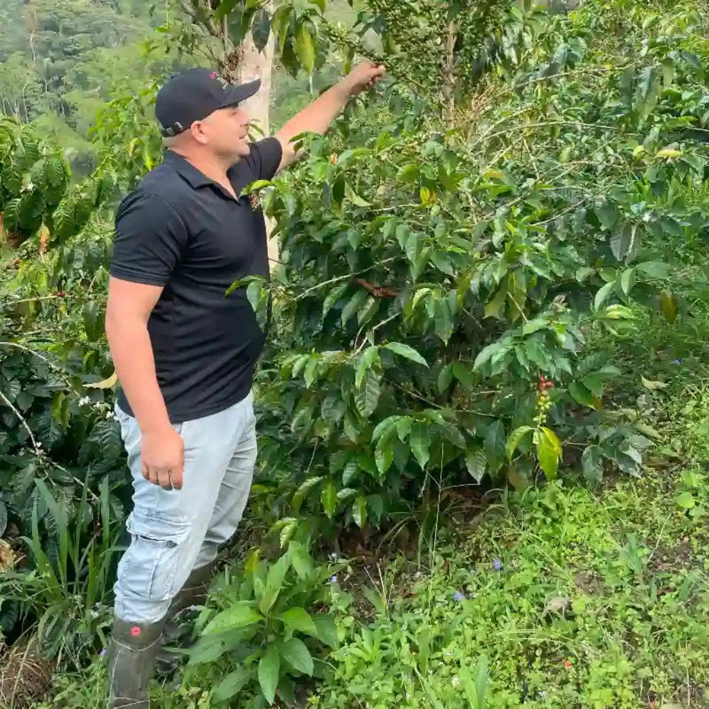 Kolumbija Wilder Lazo – Koppa coffee