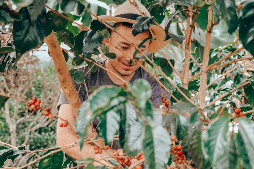 Kolumbija - Finca El Paraiso – Koppa coffee